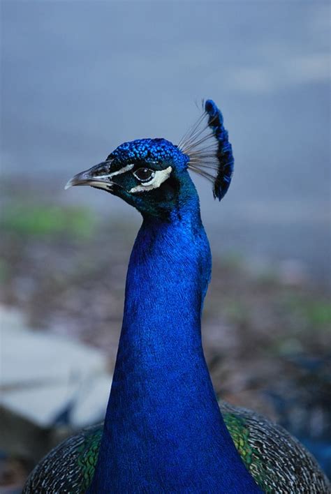 Peafowl Peacock Bird Free Photo On Pixabay