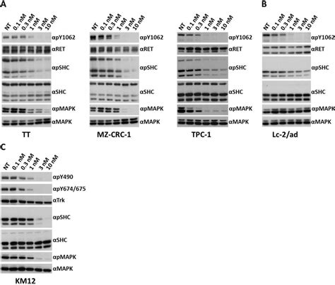 Serum Starved Ret Positive Thyroid Cancer Cell Lines Tt Mz Crc 1