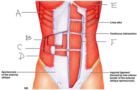 Bio 241 Muscles Trunk Flashcards Quizlet