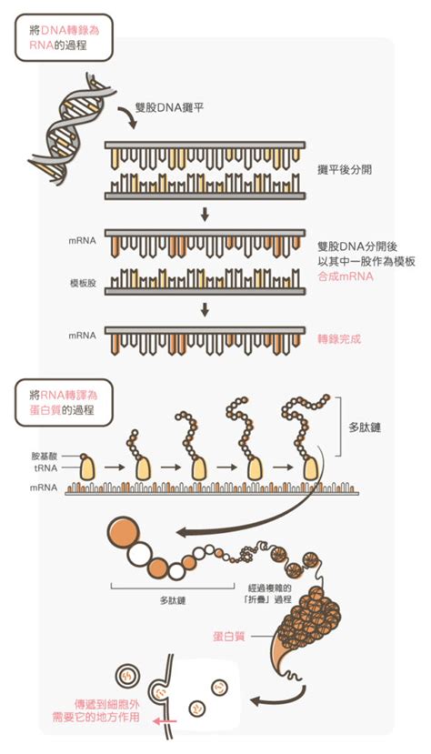 打臉nu Skin瞬間拉提加話術終結者！直銷、專櫃、網路影片話術、伎倆全解密－1 美的好朋友