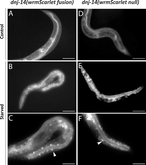 DNJ 14 Exhibits Differential Expression Patterns Upon Food Deprivation