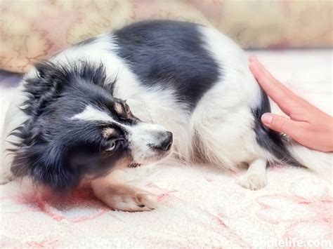 Do Dogs Remember You Hitting Them Essential Tips Keepingdog