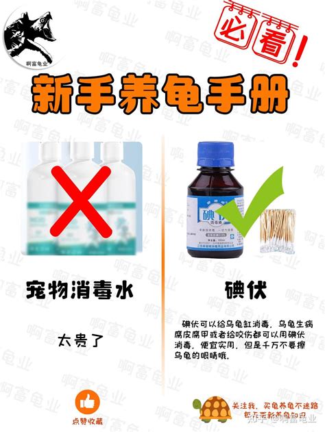 养龟注意事项，希望各位喜欢🍩 知乎