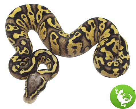 Best Firefly Ball Python In 2025 Ultimate Reptile