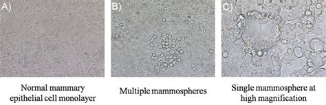 Mouse Mammary Epithelial Cells Form Mammospheres During Lactogenic