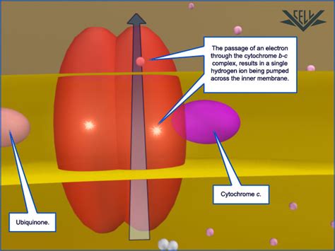 Vcac Cellular Processes Electron Transport Chain Advanced Look