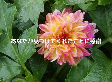 フォトコト『あなたが見つけてくれたことに感謝』 いまいはのんの『コトノハお茶会』