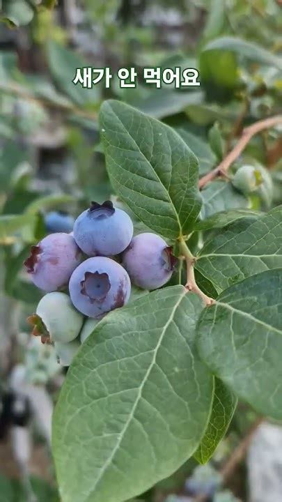 조류 퇴치방법블루베리붉은입술박서진 Youtube