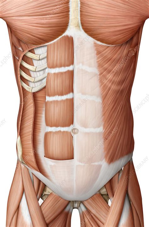 Muscles Of The Trunk Diagram Quizlet