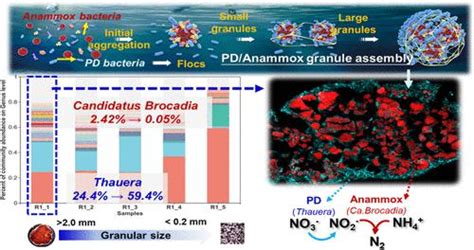 异养细菌和厌氧氨氧化细菌的时空组装和迁移可实现高效脱氮的强大协同作用environmental Science And Technology X Mol