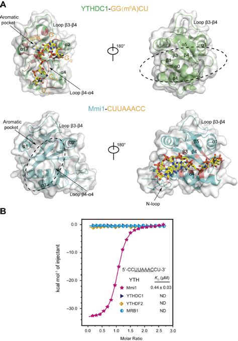 Comparison Of The Rna Binding Mode Of Mmi1 And Other Yth Domains A