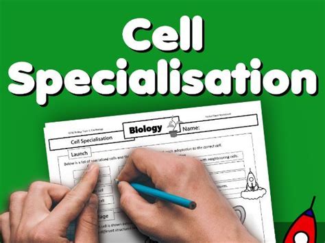 Cell Specialisation Home Learning Worksheet Gcse Teaching Resources