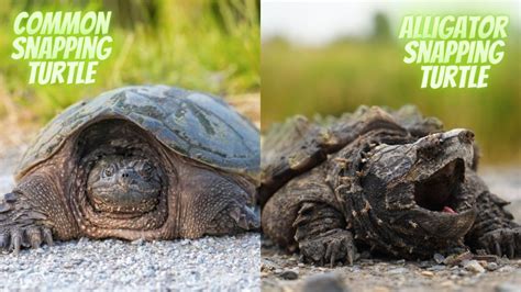 Common Snapping Turtle Vs Alligator Snapping Turtle 15 Differences