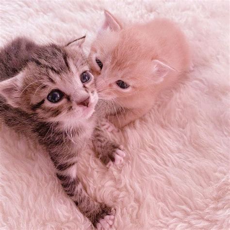 Kitty Ꮚ˃̶͈ ֊̫ ˂̶͈Ꮚ 💋彡 ꙳ ⌑ в 2025 г Милые котики Котята Детеныши животных