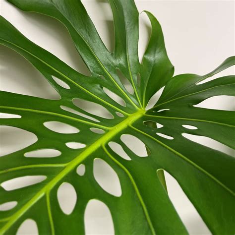 Monstera Deliciosa 7 5lt Springvale Garden Centre