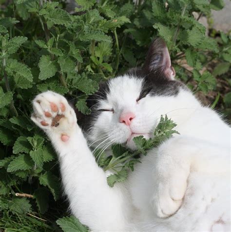 Blomsterhagen På Abildsø Dagens Blomsterbilde Viser Vel Lite Blomst