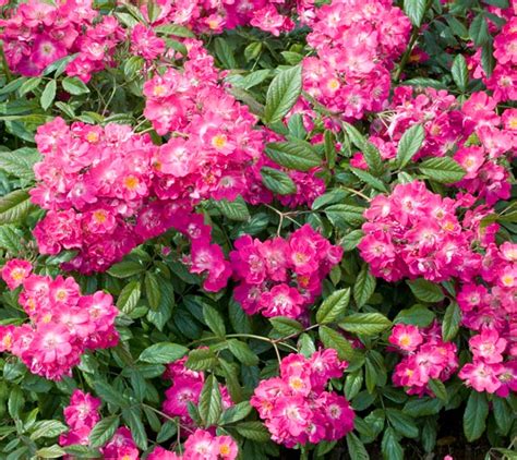 Rosa ‘robin Hood Monaco Nature Encyclopedia
