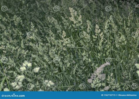 Dactylis Glomerata Also Known As Cock`s Foot Orchard Grass Or Cat