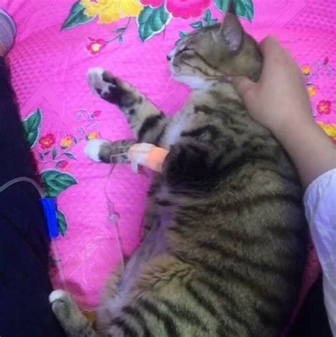 猫咪生病睡垫子上打针，卖萌让主人减少担心，懂事得让人暖心！猫咪主人喵星人新浪新闻