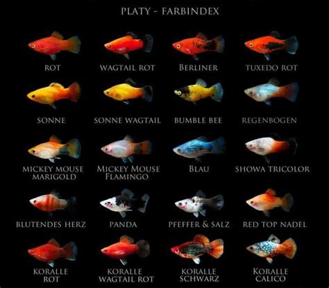 Platy Fish Types