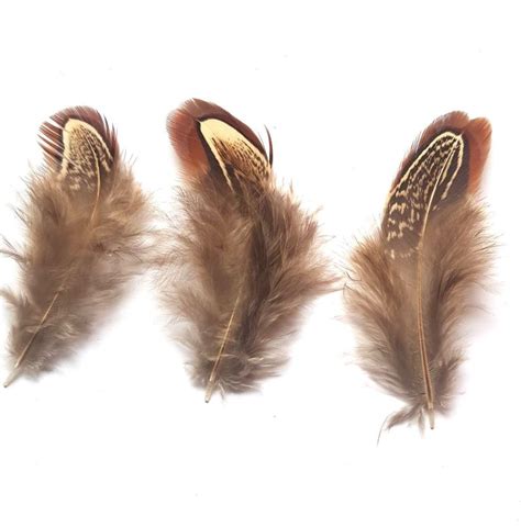 Natural Feathers Almond Ringneck Feather Feather Planet