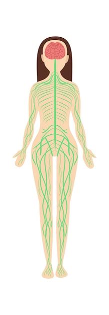 Anatomie Du Système Nerveux De La Femme Illustration Vectorielle