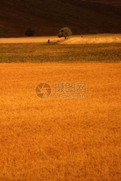 稻田作物高清图片下载 正版图片504684281 摄图网