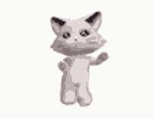 Zxc Cat Gif Zxc Cat Gif