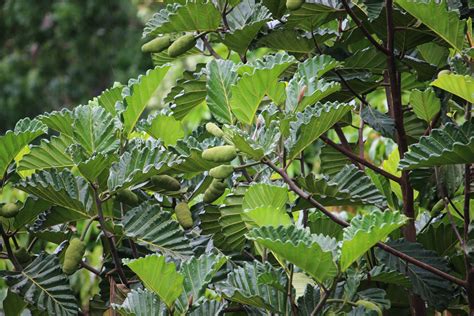Mount K ස්වභාව ධර්ම පාසල Artocarpus Nobilis බැදිදෙල් ආවේණික Endemic