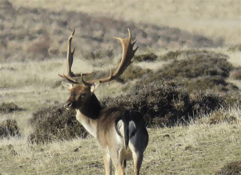 Fallow Multicolored Camouflage Experts Poronui Hunting