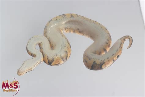1 0 Male Super Pastel Fire Hetero Piebald Poss Yb Königspython Nz´mands