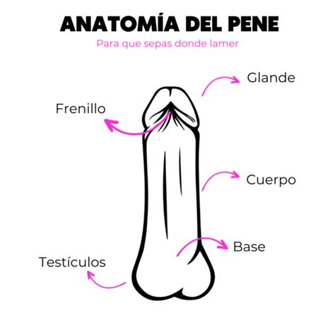 Gu A Para Hacerle Sexo Oral A Un Pene Vibralab Co
