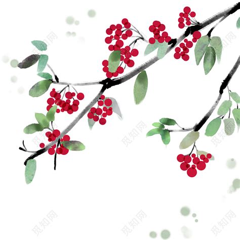 手绘中国风白露寒露24节气水墨秋天秋实火棘植物树枝素材免费下载 觅知网