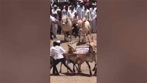 राजूशेठ वसंतराव जवळेकर छोटा मन्या 🚩 बैलगाडा Bailgadasharyat Bailgada