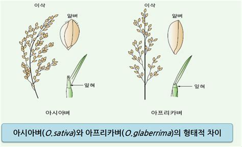 벼 재배시 일교차가 큼을 강조하는 이유는 네이버 블로그