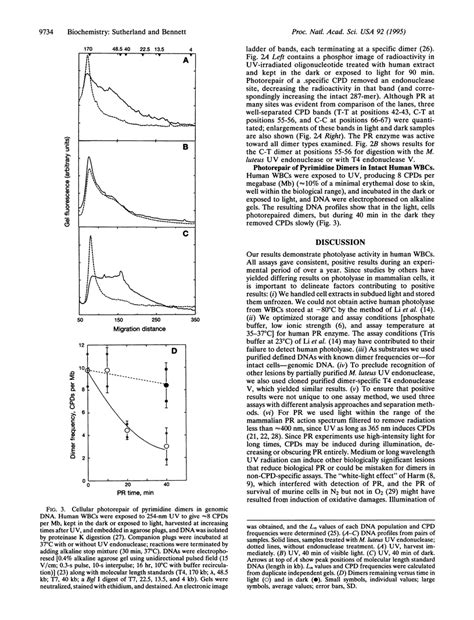 Human White Blood Cells Contain Cyclobutyl Pyrimidine Dimer Photolyase