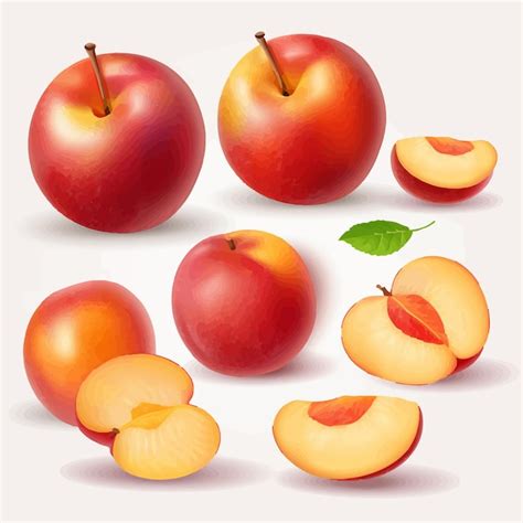 Premium Vector Collection Of Vector Nectarine Illustrations With A