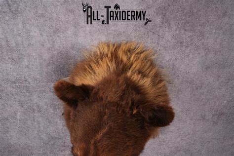 Cinnamon Black Bear Taxidermy Shoulder Mount Sku 2520 All Taxidermy