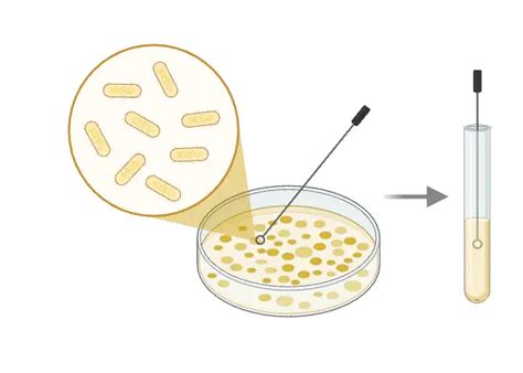 Video Lesson Biology Notes Online