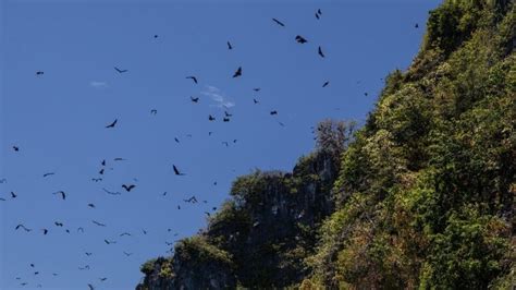 When Do Bats Migrate Oh Really
