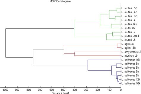 msp dendrogram of maldi tof mass spectral pro fi les generated by the
