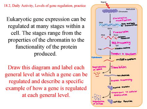 Daily Activities BSC 1010C Eukaryotic Gene Expression Can Be Regulated At Many Stages Within