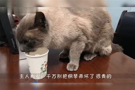 猫咪天赋异禀一看到闲置的钢琴就上去弹都把爷整蒙了