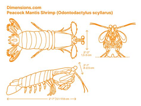 Mantis Shrimp Anatomy モンハナシャコ 🦐 Peacock Mantis