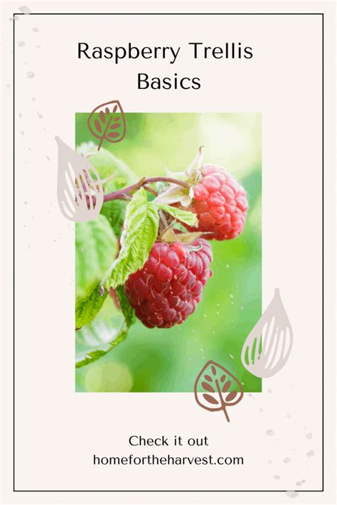 Raspberry Trellis Raspberry Trellis Raspberry Plants Trellis