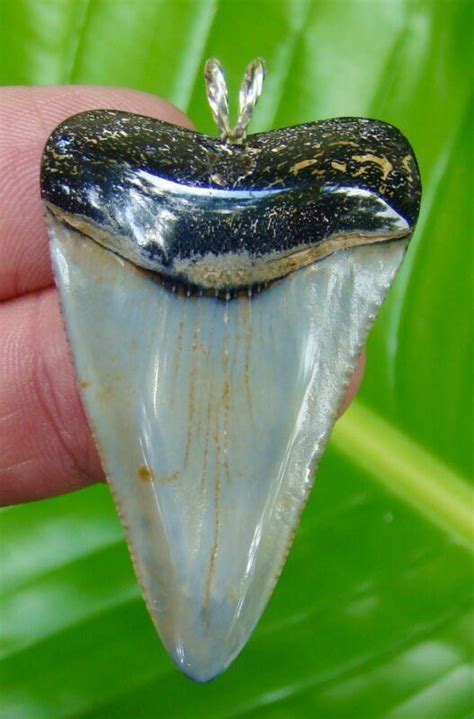Fossil Great White Shark Tooth Necklace 2 And 116 Real Fossil