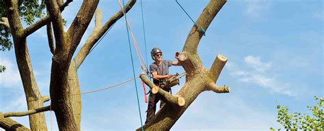 North Georgia Tree Removal Leaf And Limb Tree Services