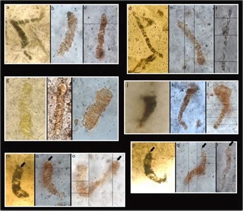 Oldest Fossils Might Just Be Mineral Look Alikes Ars Technica