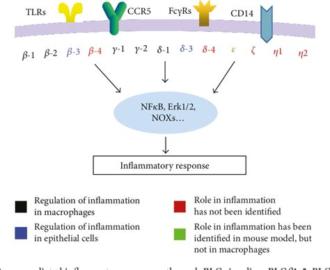 Figure 2 From The Role Of Phospholipase C Signaling In Macrophage