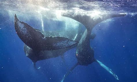 First Ever Photographs Of Two Male Humpback Whales Having Sex